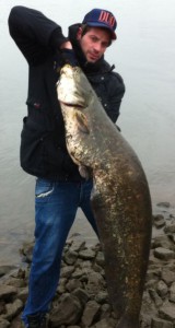 Wels bzw. Waller - Infos und Beschreibung