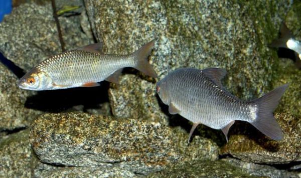 Fische - Heimische Fischarten