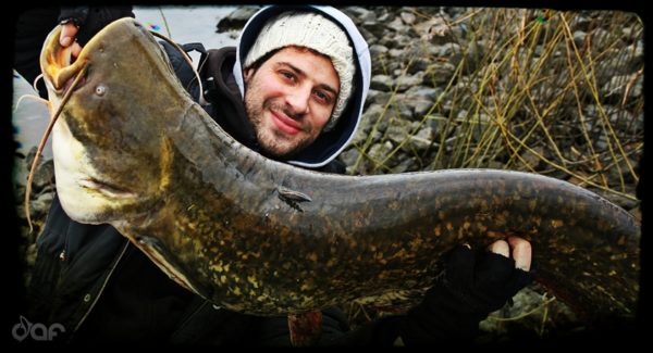 Welsangeln in der Elbe bei Hamburg