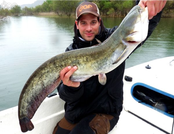 Barsch, Zander, Wels und Schwarzbarsch am Ebro in Mequinenza