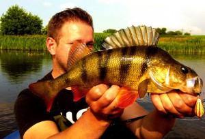 Barsch: Nahrung, Merkmale, Standplätze...