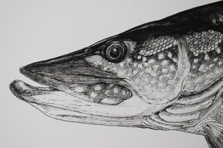 Hecht - Leinwand - Dicht am Fisch